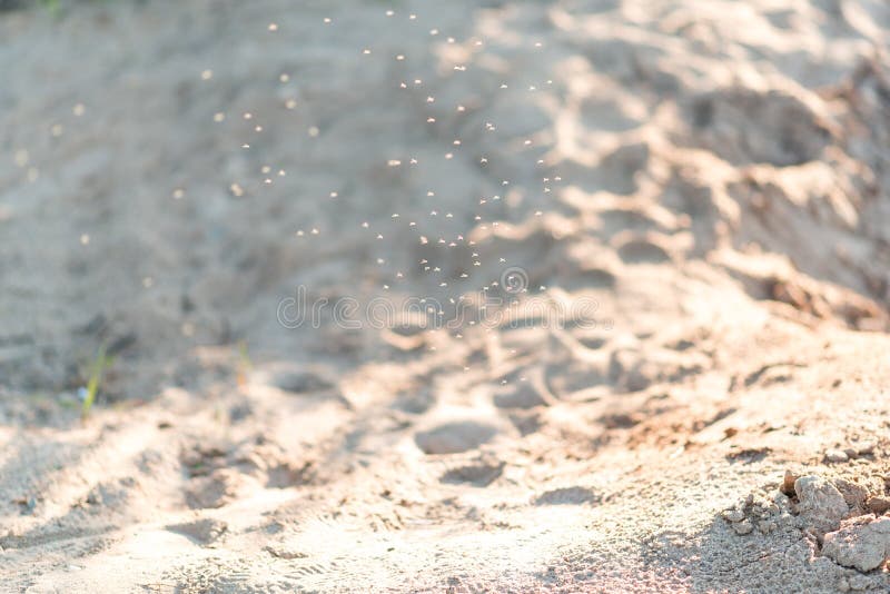 Swarm of insects stock photo. Image of mosquitoes, insects - 94405294