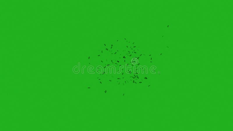 Swarm of Insects Moving on Green Screen Stock Footage - Video of ...