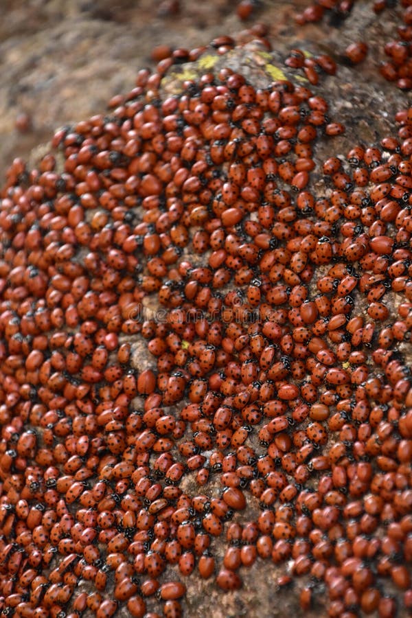 Swarm of Lady Bugs Covering a Large Rock Stock Photo - Image of ...