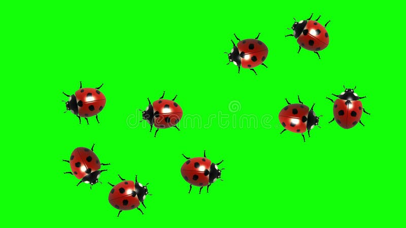 Ladybug on Green Screen CG Animated, Seamless Loop Stock Video - Video ...