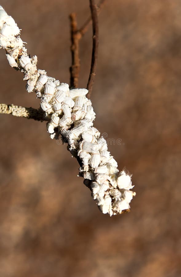 Group of scale insect stock image. Image of tropical - 38381861