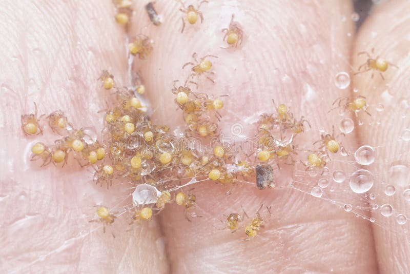 Swarm of Little Babies Spider Tangled on the Wet Spider Web. Stock ...