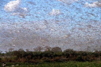 Swarm of locust stock image. Image of devastating, eating - 24446207