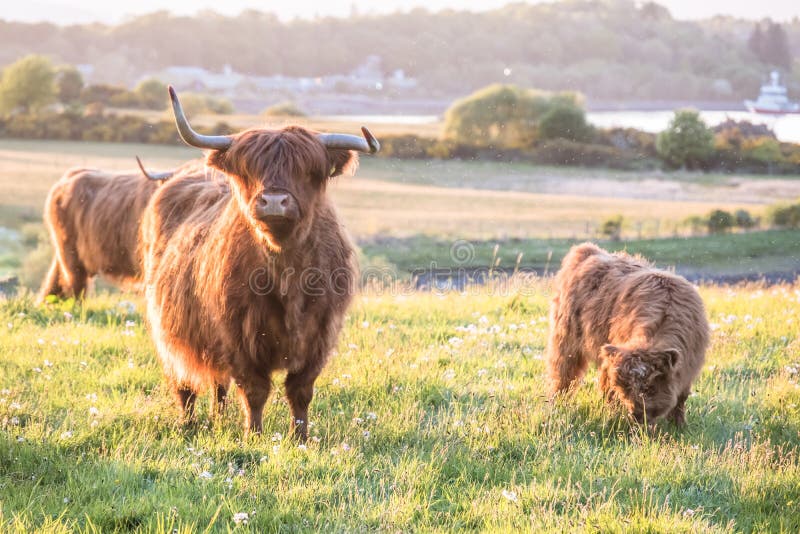 Swarm of Midges Attacking Highland Cows Stock Photo - Image of herd ...