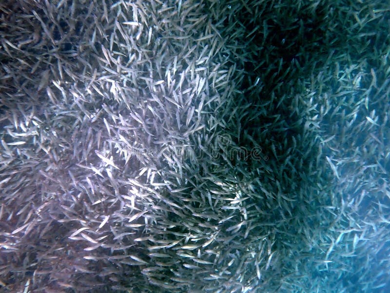 Huge School of Sardines in Moalboal on Cebu Island Stock Image - Image ... Huge School of Sardines in Moalboal on Cebu Island Stock Image - Image ...