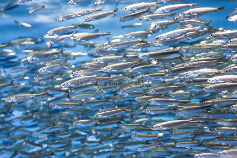 Swarm of Silver Fishes in the Sea Stock Image - Image of dive, pattern ...