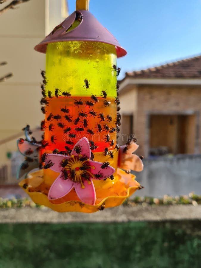 Stingless bees stock image. Image of food, closeup, water - 268448169