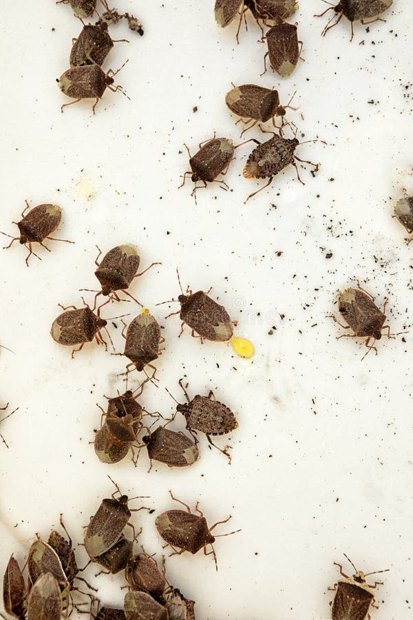 Swarm of stink bugs stock image. Image of entomology - 191198901