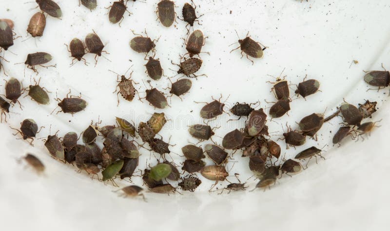 Swarm of stink bugs stock photo. Image of natural, camouflage - 191198772