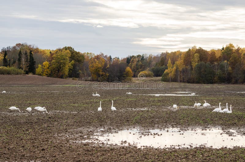 Swarm of Swans in the Field Stock Photo - Image of latvia, outdoor ...