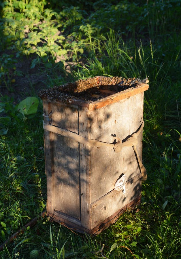 Catching a Honey Bees Swarm. Wooden Trap for Wild Bees or for Swarming ...