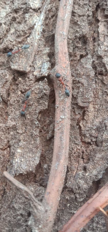 Swarm of Venomous Ants on a Dry Tree Trunk Stock Image - Image of wood ...