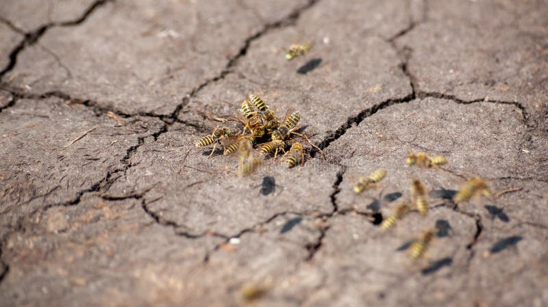 Swarm of Wasps in the Cracks of the Earth Stock Photo - Image of ...