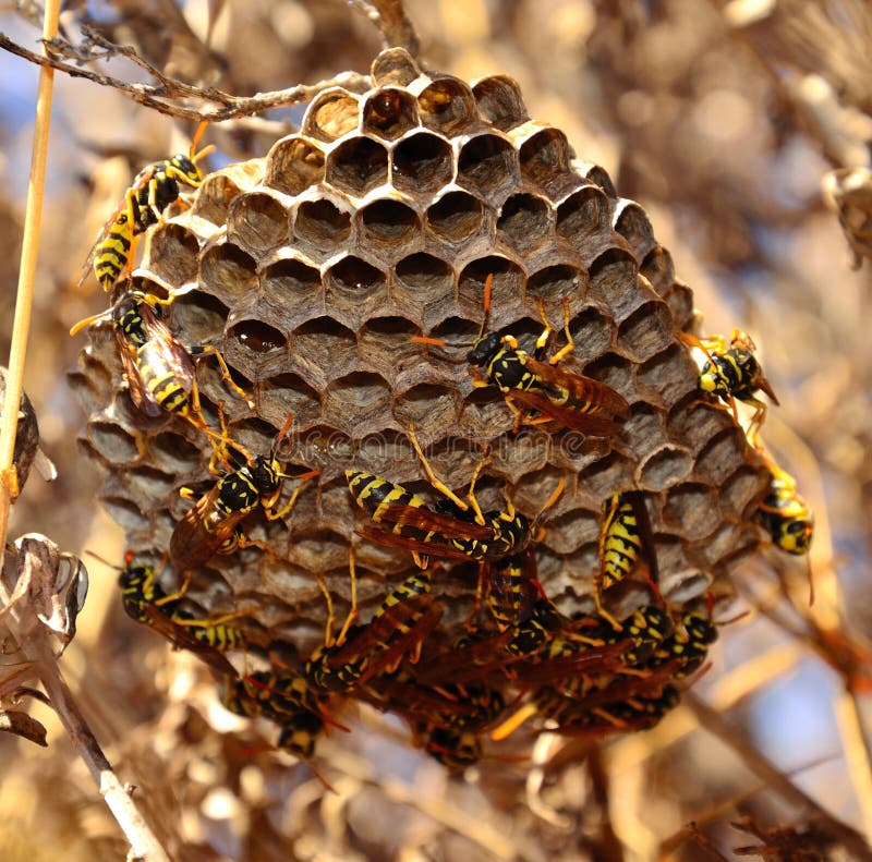 Swarm of Wasps Walking Around the Nest Stock Image - Image of biology ...