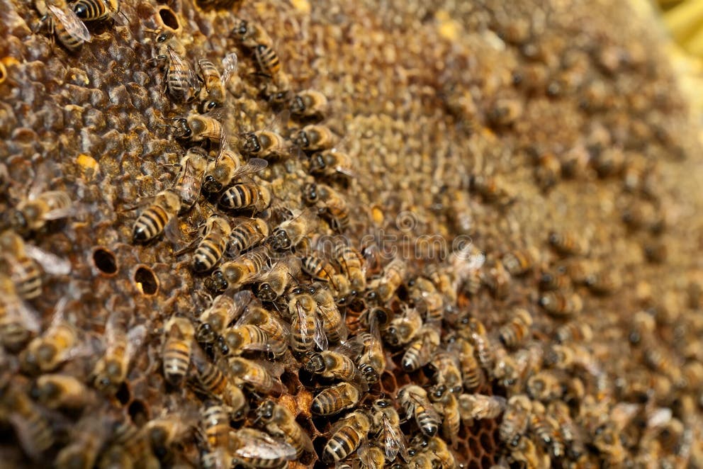 Swarm at work stock image. Image of honeybee, cell, labor - 28874959