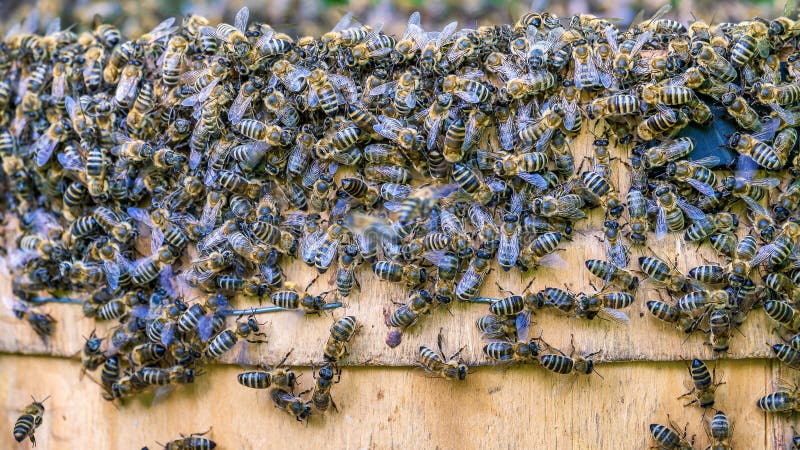 Swarming Bees. a Swarm of Bees Flew Out of a Hive in an Apiary Stock ...