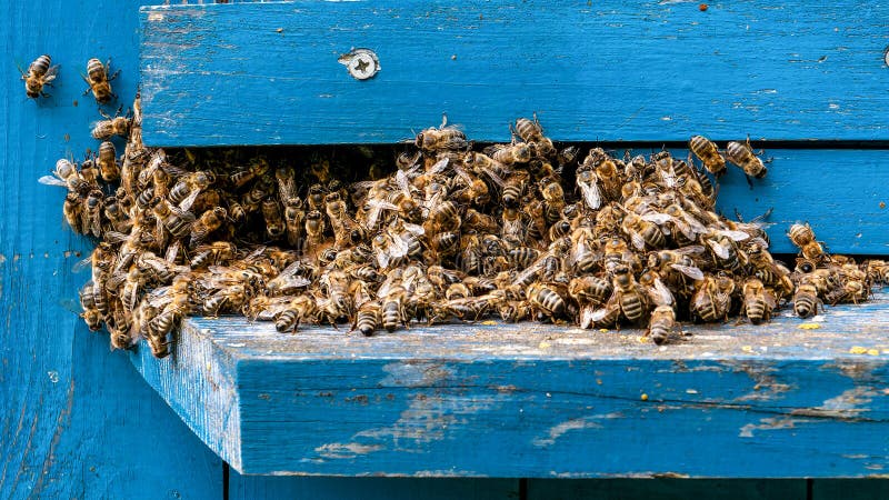 Swarming Bees. Very Many Bees on the Surface of the Hive in Spring ...