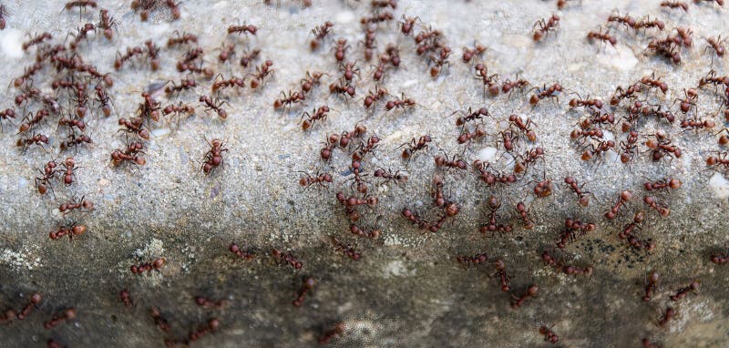 Swarming fire ants stock photo. Image of creepy, garden - 250835760