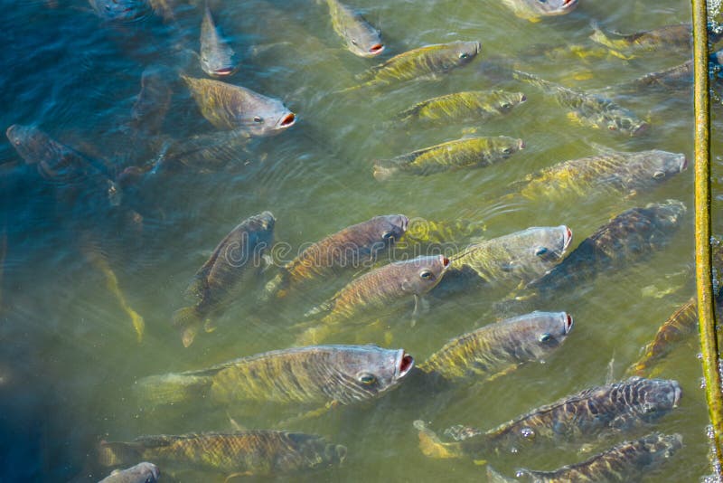 Swarming fish stock photo. Image of fish, cyprinidae - 153644256