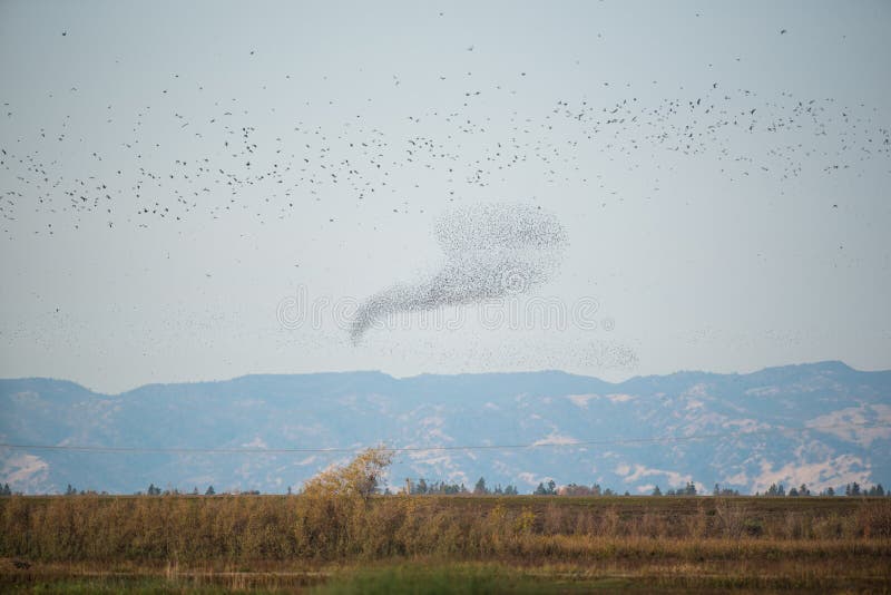 Swarming Flock of Blackbirds Stock Image - Image of animal, flight ...