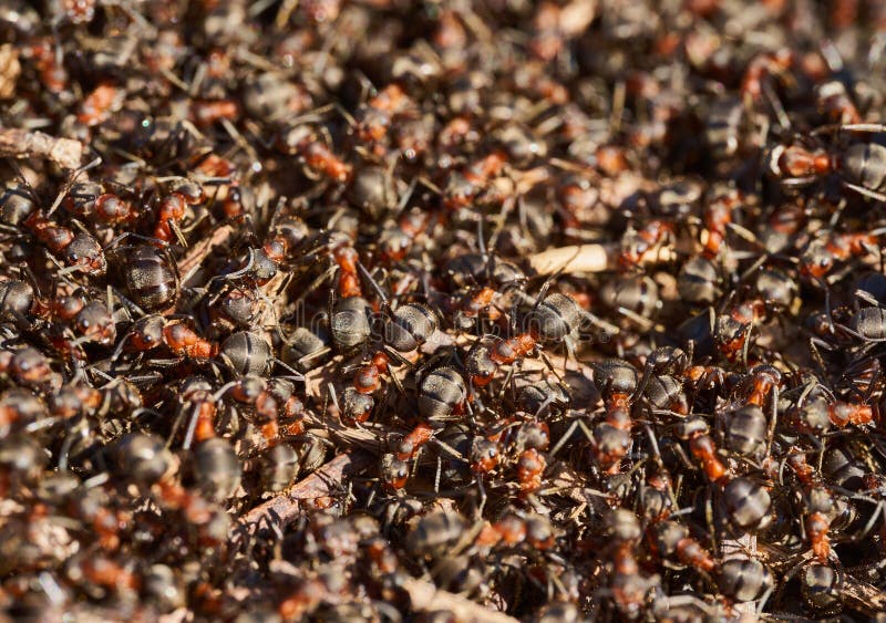 Swarming nest of ants stock photo. Image of black, outdoor - 272749796