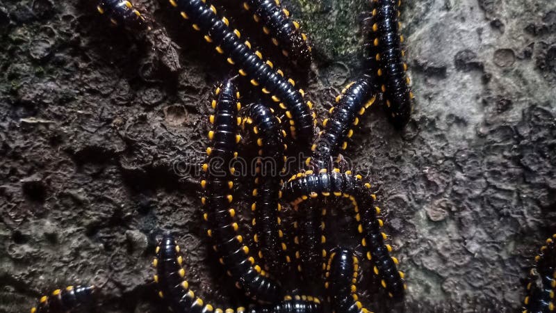 Swarms of Caterpillars Sticking To the Wall in the Afternoon Stock ...
