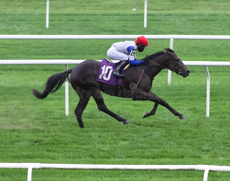 Swashbuckle by Quality Road on Turf Editorial Stock Image - Image of ...