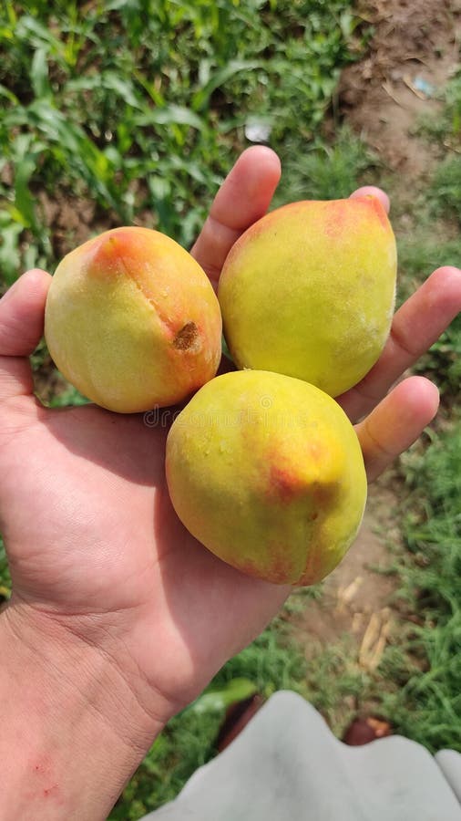 Swat Peaches Stock Photos - Free & Royalty-Free Stock Photos from ...