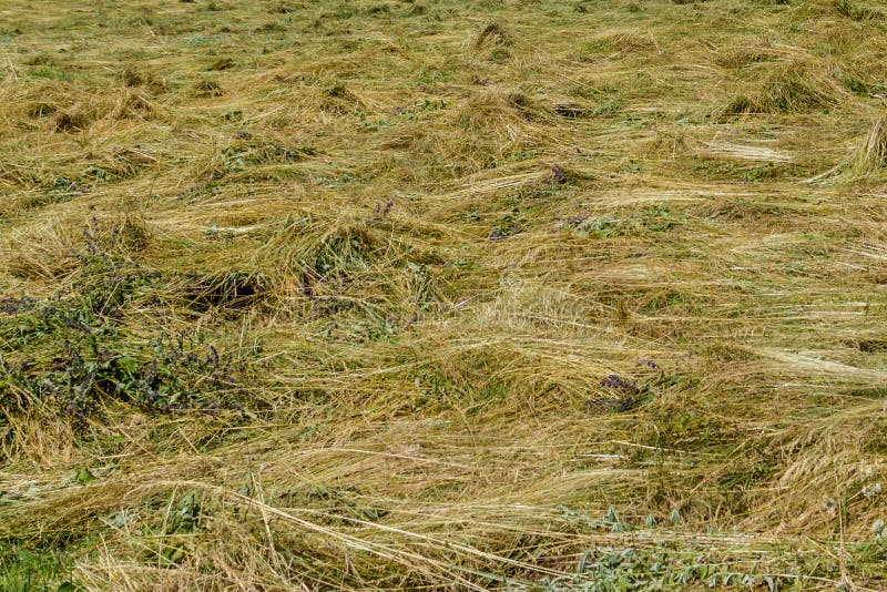 Swath Stock Photos - Download 1,002 Royalty Free Photos