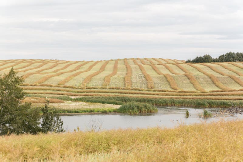 Swathed Farm Field on a Hillside Stock Image - Image of autumn, food ...