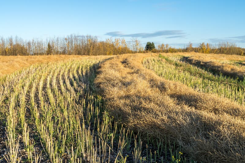 A field of swathed wheat stock photo. Image of memories - 61361894