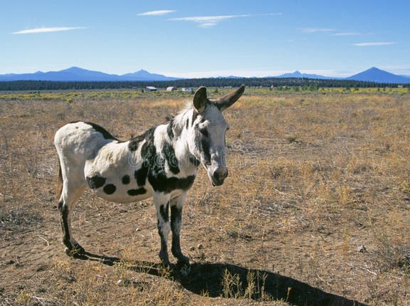 Swaybacked donkey stock image. Image of equine, burden - 17946081