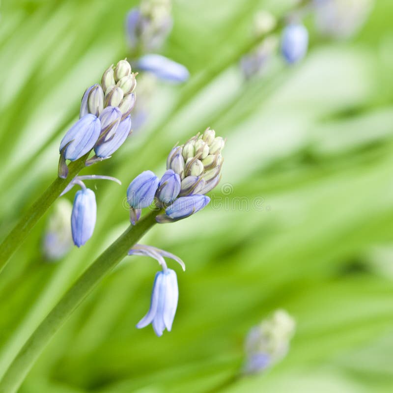 Swaying in the Breeze stock image. Image of leaf, flora - 28033803