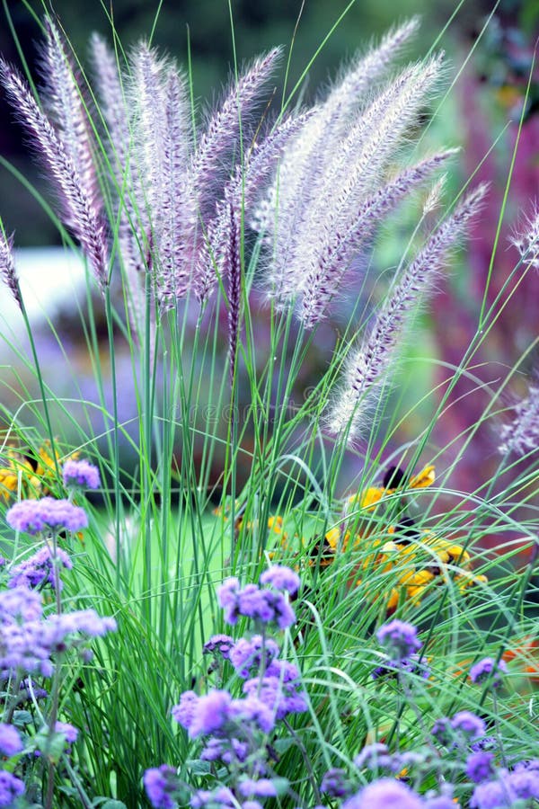 Swaying grass stock photo. Image of gardening, green, swaying - 1299294