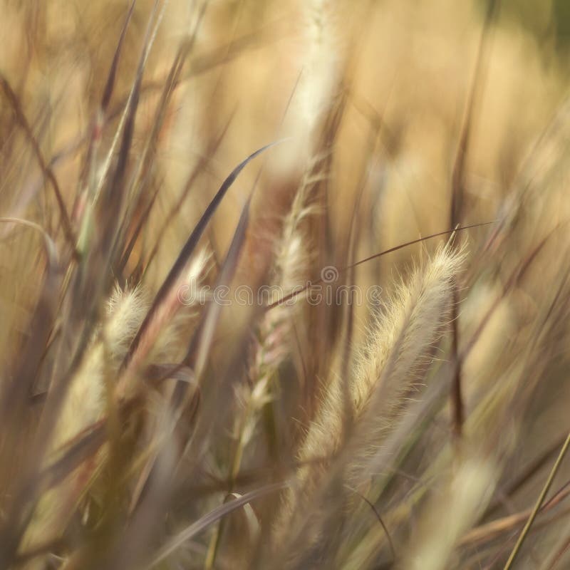 Swaying grass flowers stock photo. Image of tree, grass - 178458844