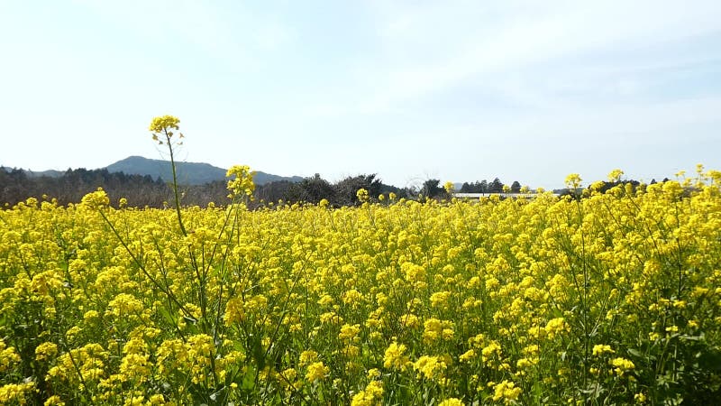 Swaying blossom field stock footage. Video of yellow - 312215784
