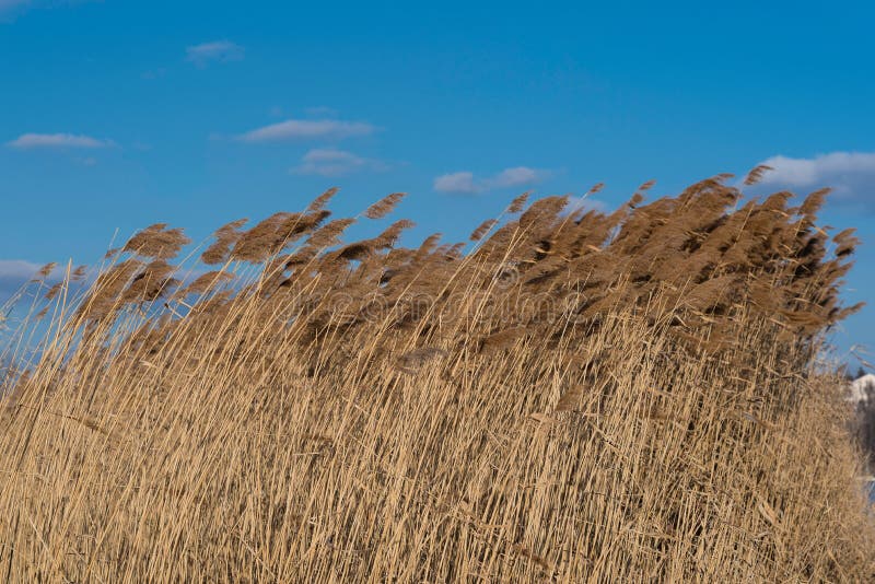Swaying Reeds Under Blue Sky. Stock Photo - Image of outdoor, weather ...