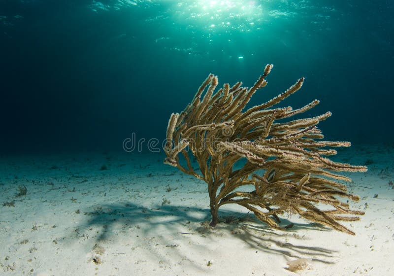 Soft coral reef scene stock photo. Image of soft, ocean - 4905690