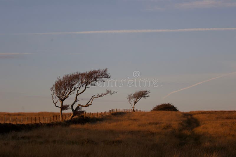 Swaying Trees in Brown Fenced Field Under Blue Sky Stock Photo - Image ...