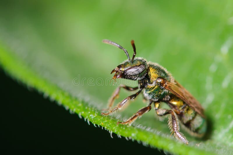Entomophtora Muscae on Fly in Dew. Stock Photo - Image of creepy, color ...