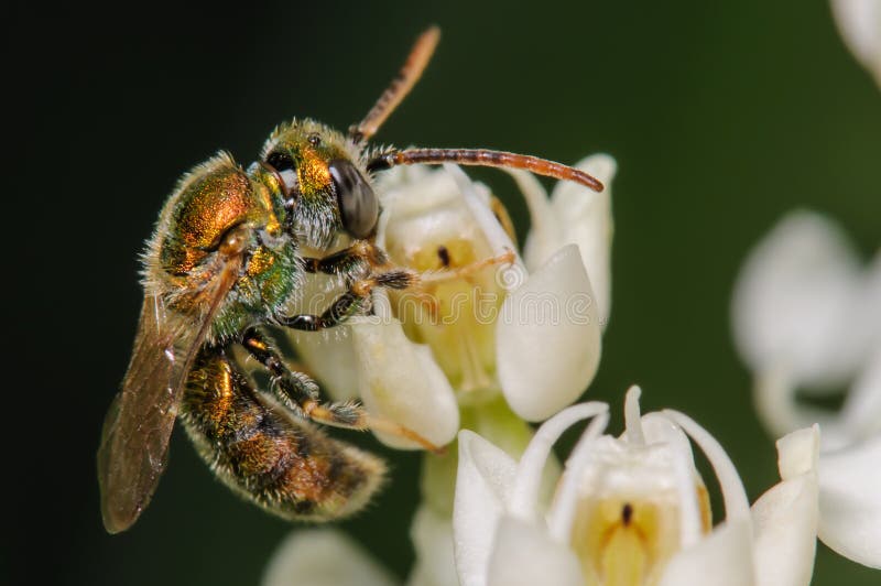 Sweat Bee stock photo. Image of spring, macro, nature - 39168812