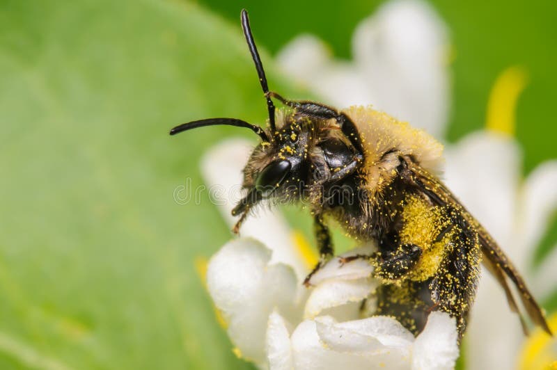 Sweat Bee stock image. Image of meadow, symbol, pollen - 39168841