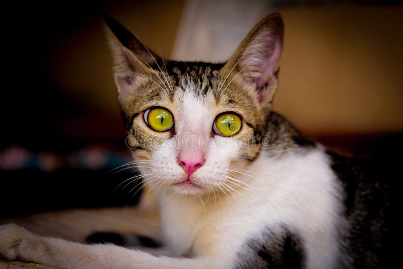 Sweat cat stock image. Image of sweeat, beutiful, gorgeous - 201983435