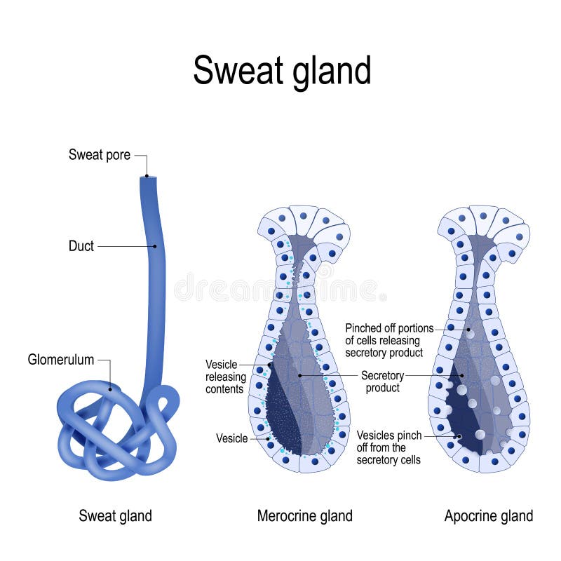 Sweat Glands Apocrine, Eccrine and Sebaceous Gland. Cross Section of ... Sweat Glands Apocrine, Eccrine and Sebaceous Gland. Cross Section of ...