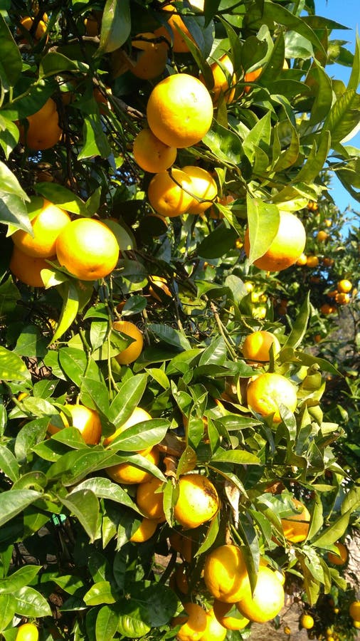 Sweat Lime Fuit Stock Photos - Free & Royalty-Free Stock Photos from ...