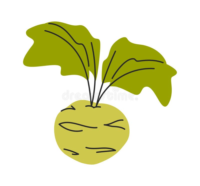 Swede Vegetable Hand Drawn Ingredient Stock Illustration - Illustration ...