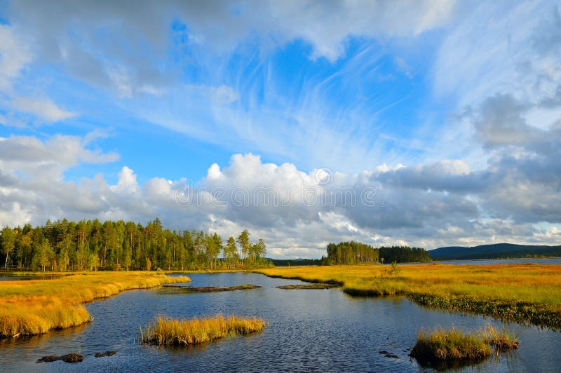 Sunlight in Pine Forest in Sweden Stock Photo - Image of wood, nature ...