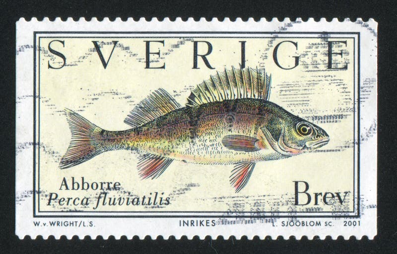 Perch editorial photo. Image of retro, fish, premaxilla - 185731051