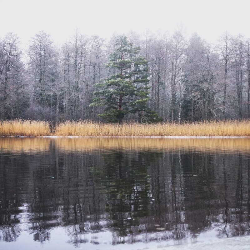 Sweden stock photo. Image of lake, biome, creek, ecosystem - 95716348