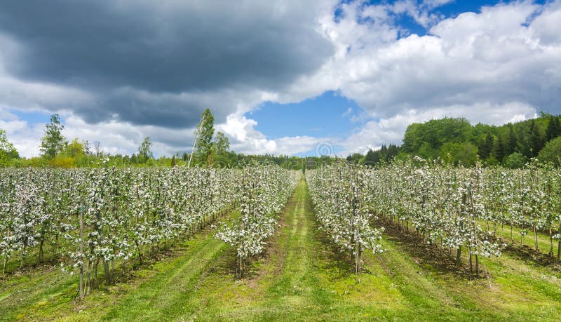 Apple Plantation Farm with Green Trees and Ripe Fruits Covered with Net ...